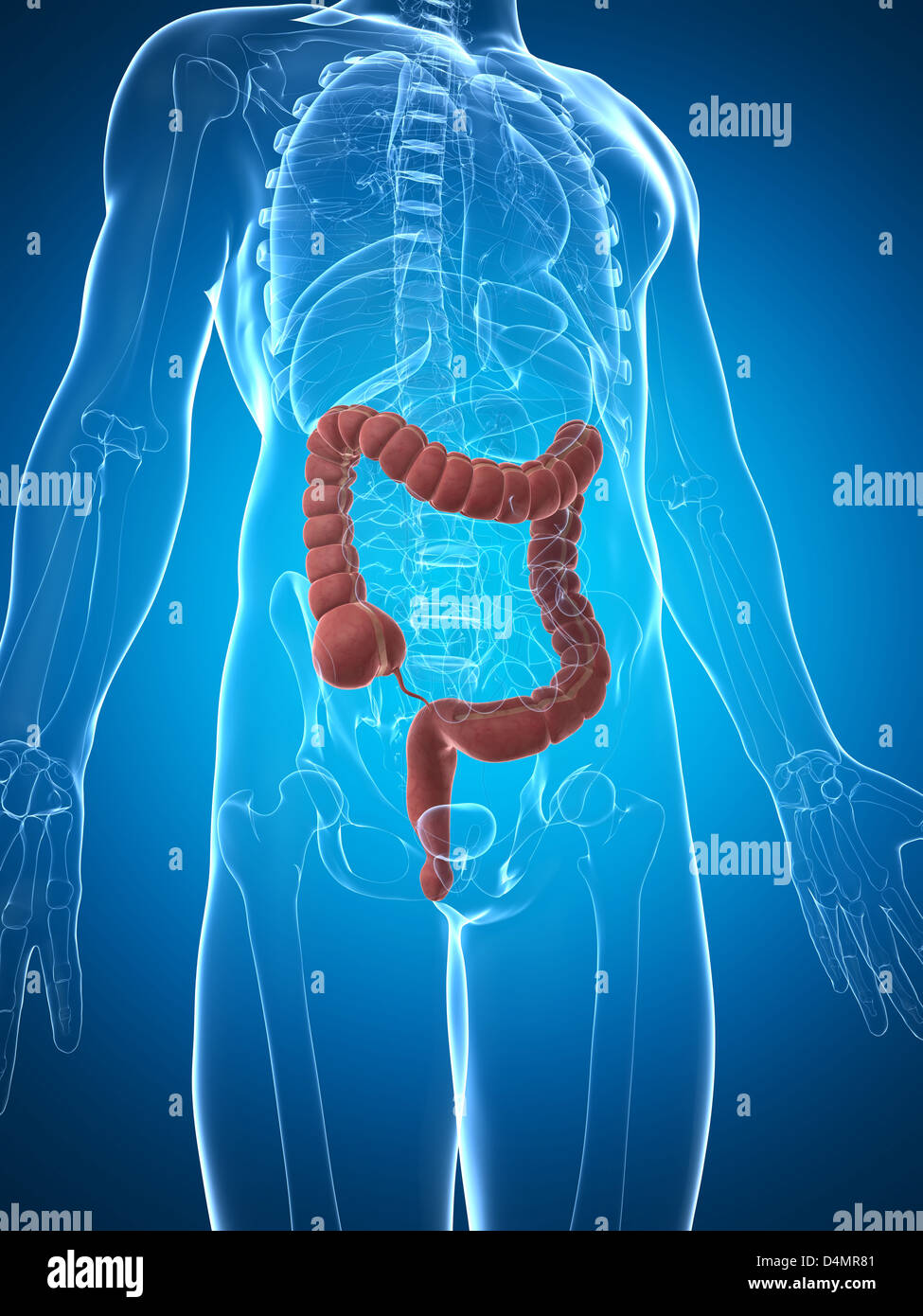 Intestines illustration hi-res stock photography and images - Alamy