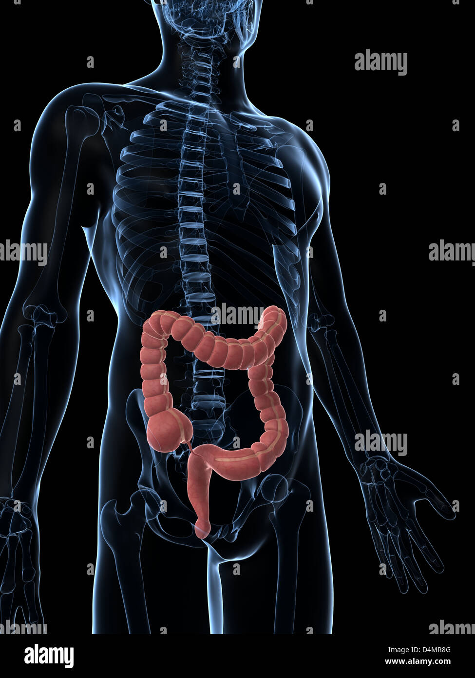 Human large intestines hi-res stock photography and images - Alamy