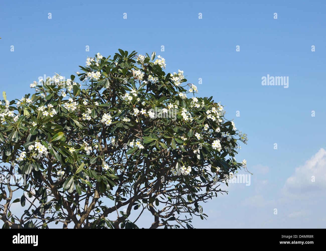 Frangipani Tree