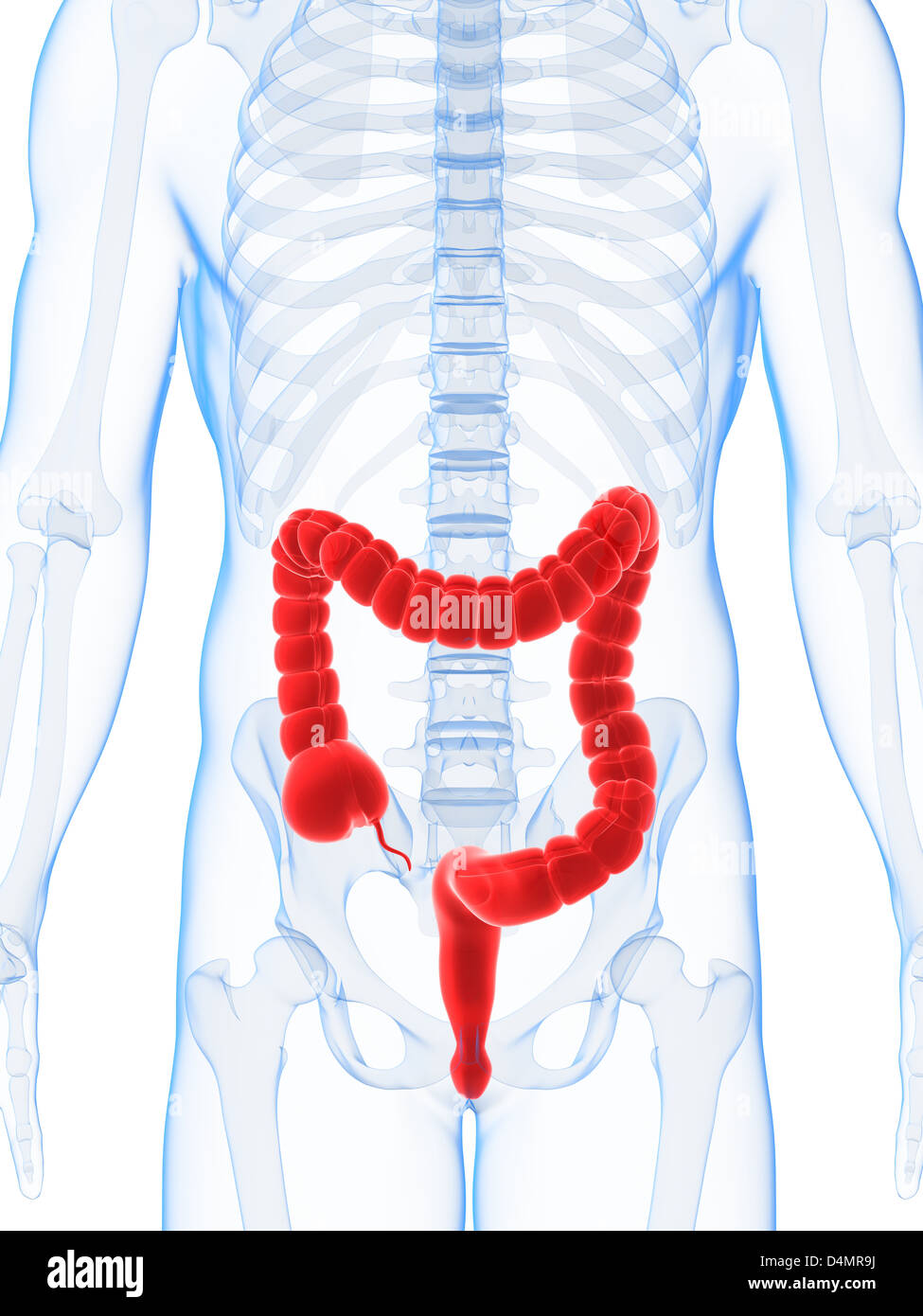 Male large intestines hi-res stock photography and images - Alamy