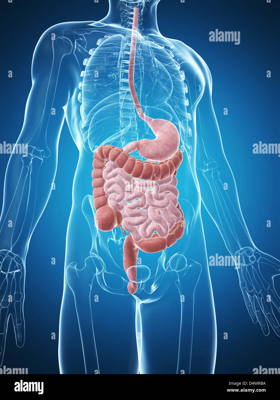 Digestive system diagram male hi-res stock photography and images - Alamy