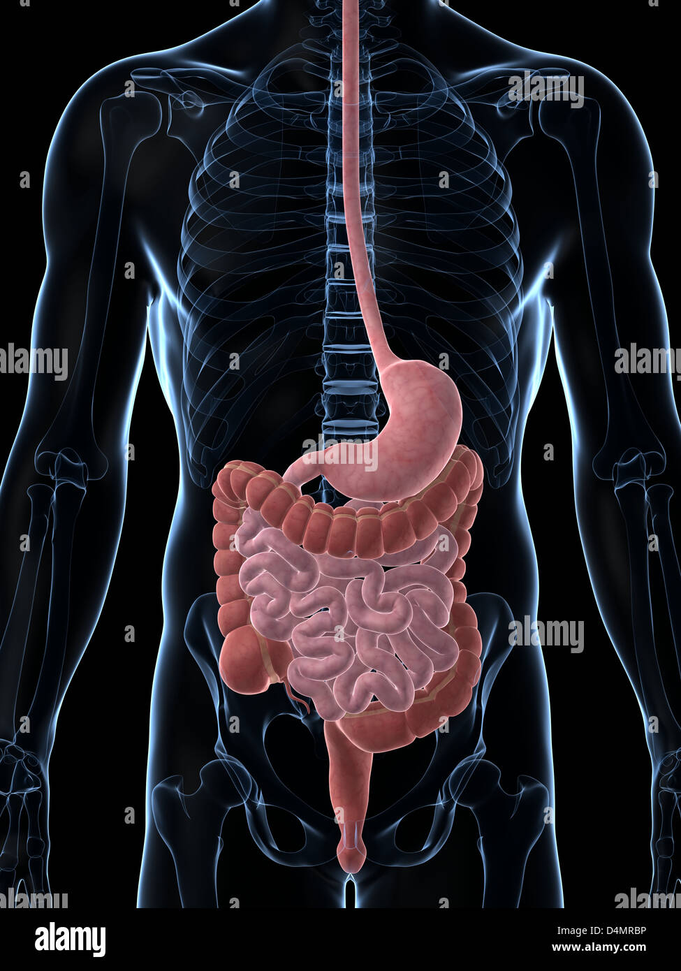 Male digestive system Stock Photo - Alamy