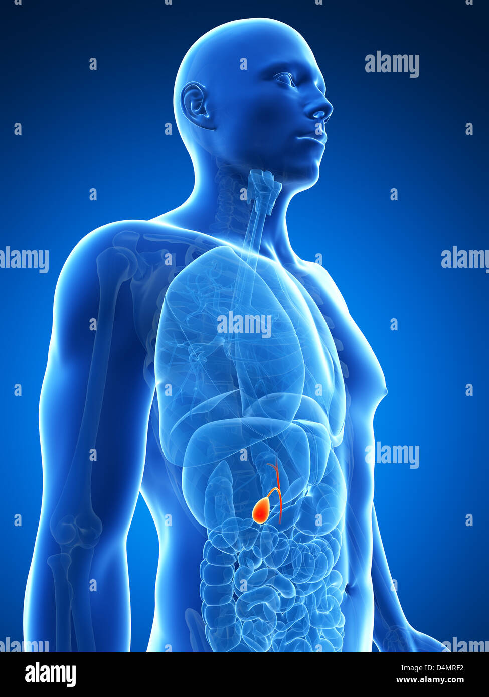 Human gallbladder hi-res stock photography and images - Alamy