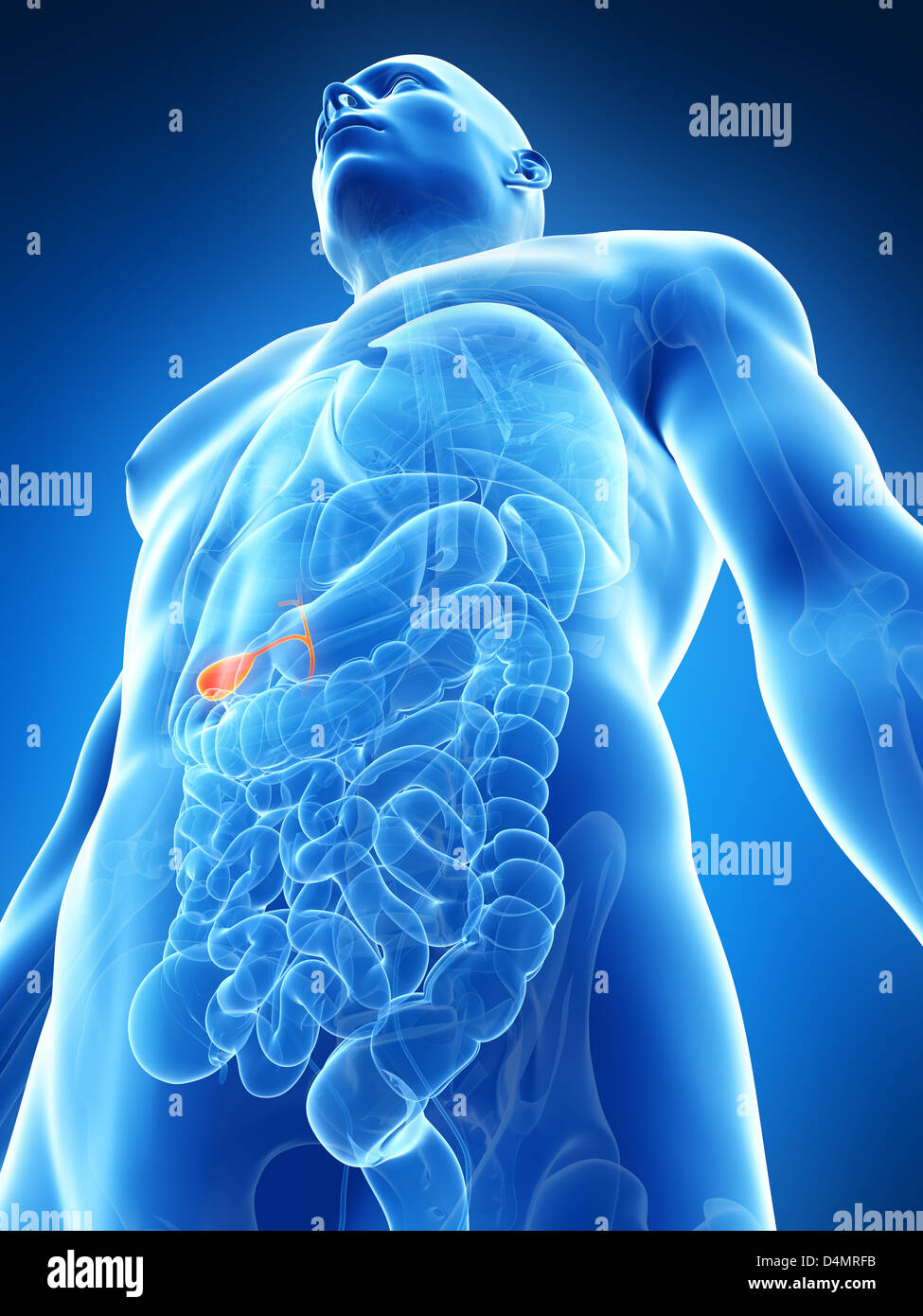 Human gallbladder hi-res stock photography and images - Alamy