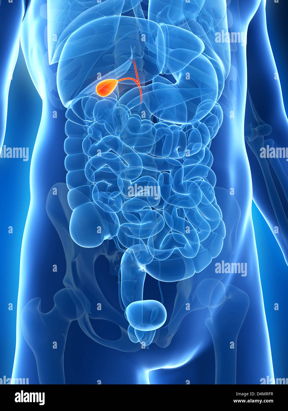 Gall bladder human transparent organ hi-res stock photography and ...