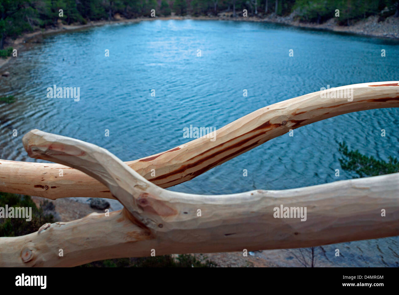 Lochan Uaine, the Green Loch, in Glenmore Forest ,in the Cairngorms ...