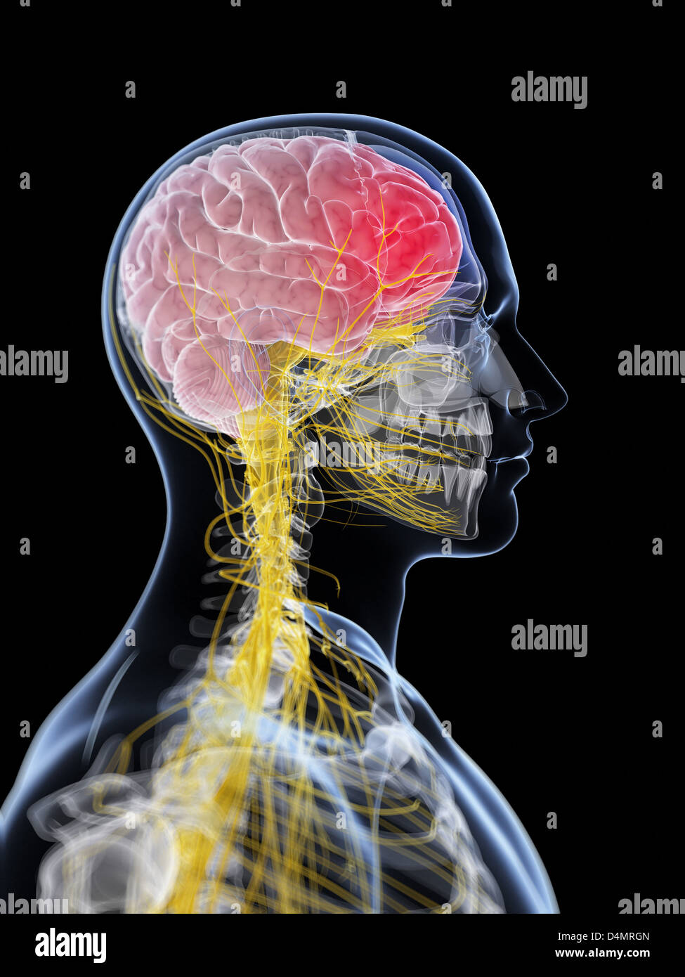 Cerebral cortex scan hi-res stock photography and images - Alamy