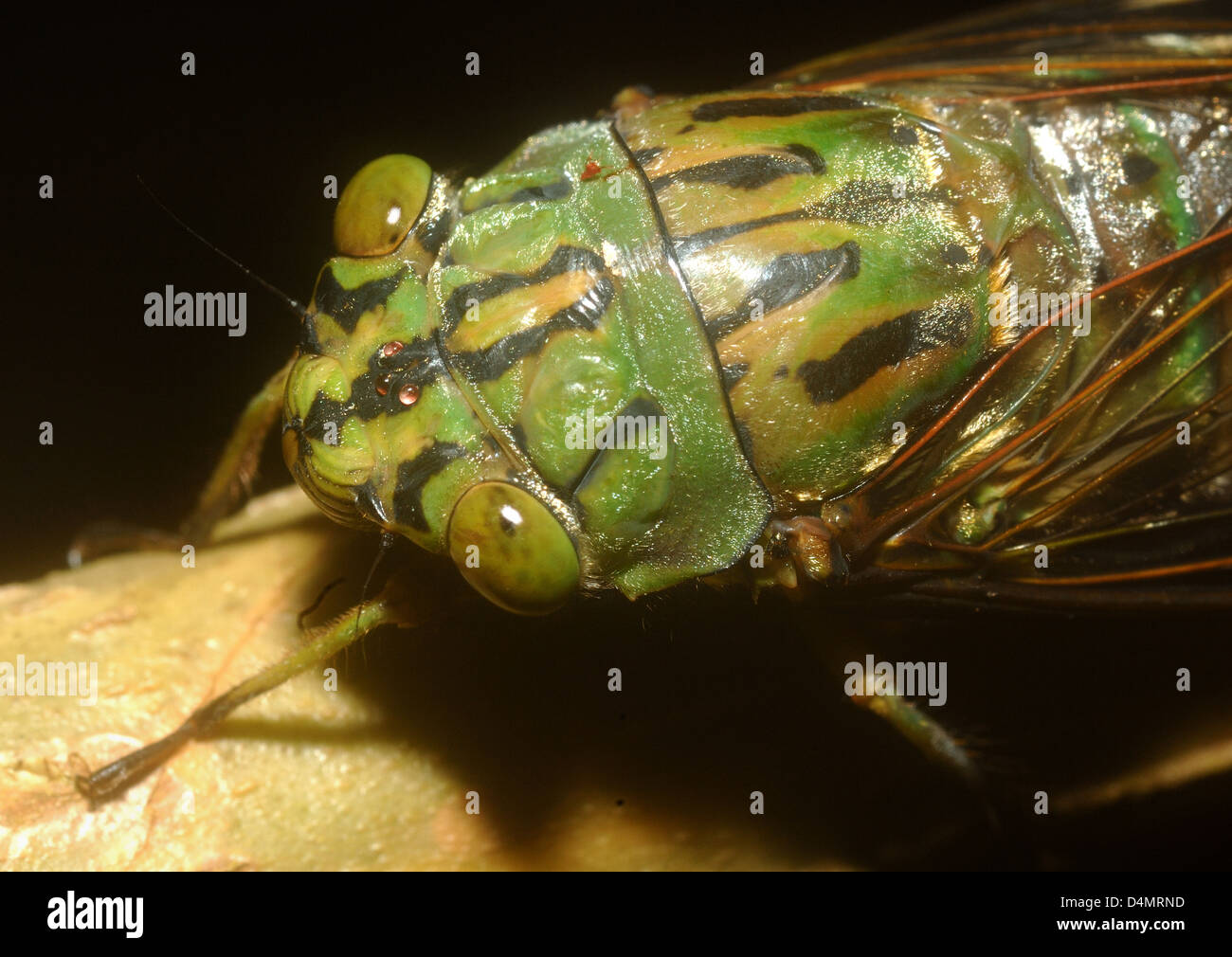 Giant cicada hi-res stock photography and images - Alamy