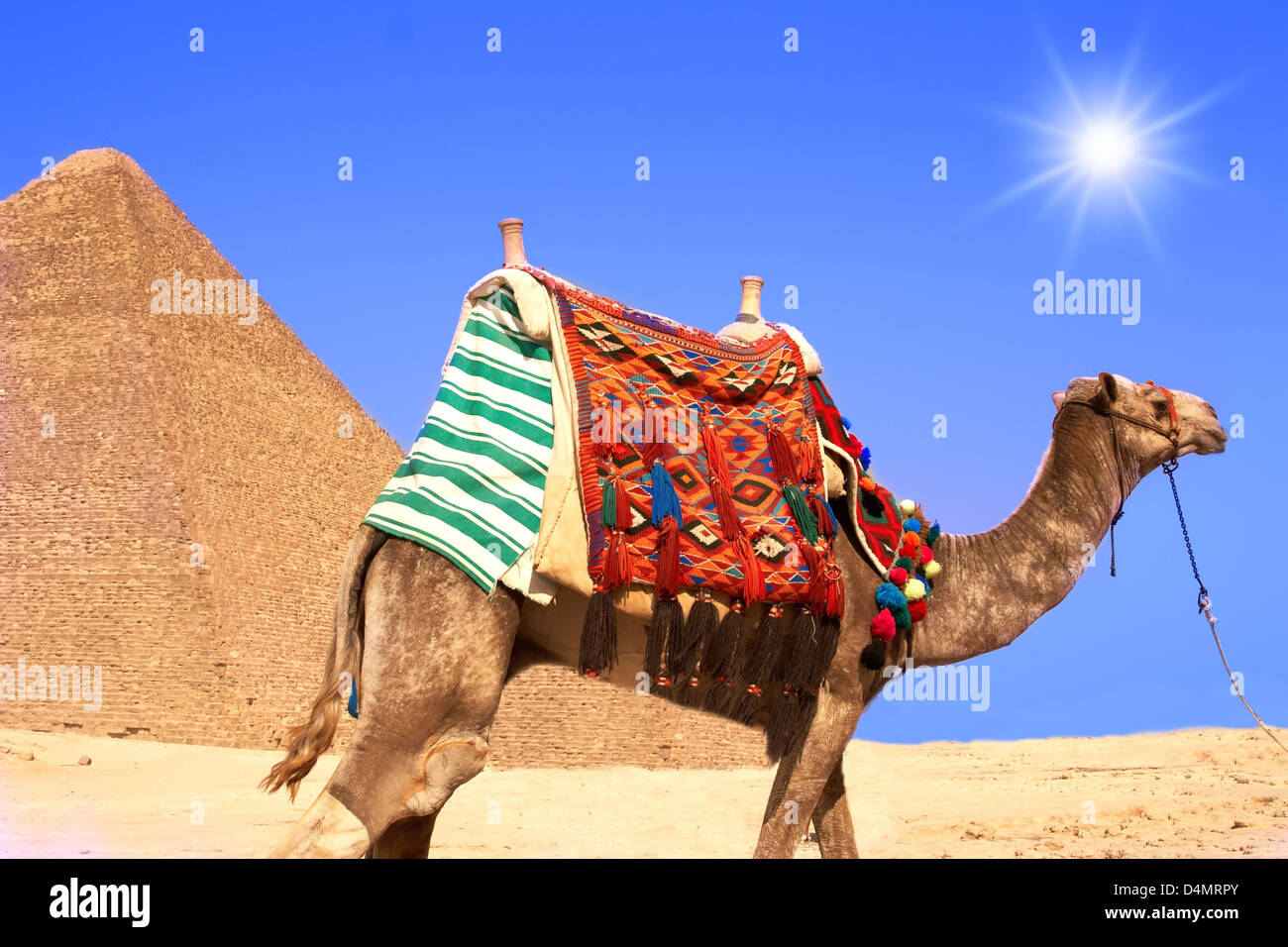 Camel against pyramid on hot desert sun Stock Photo - Alamy