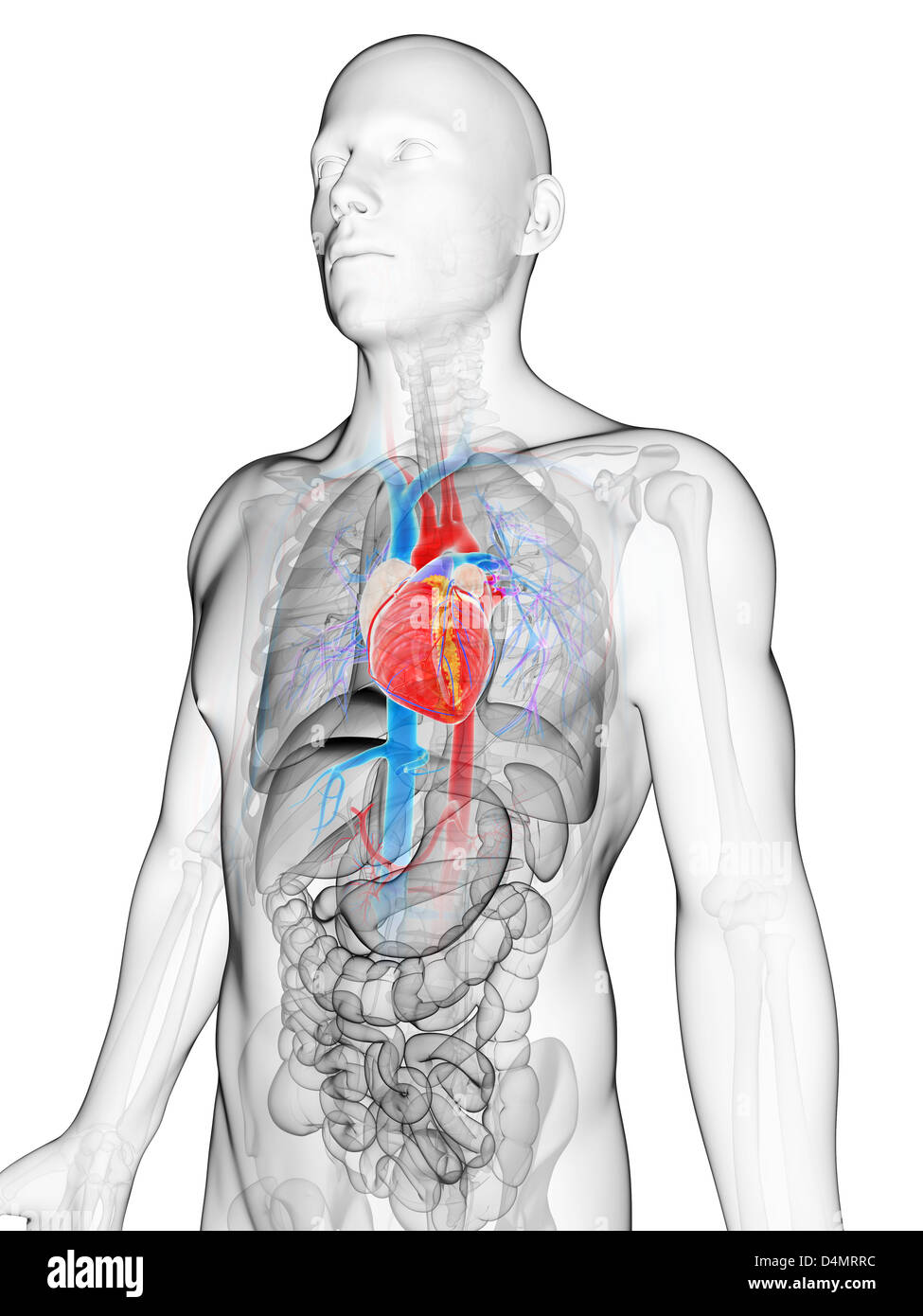Human vascular system Stock Photo - Alamy