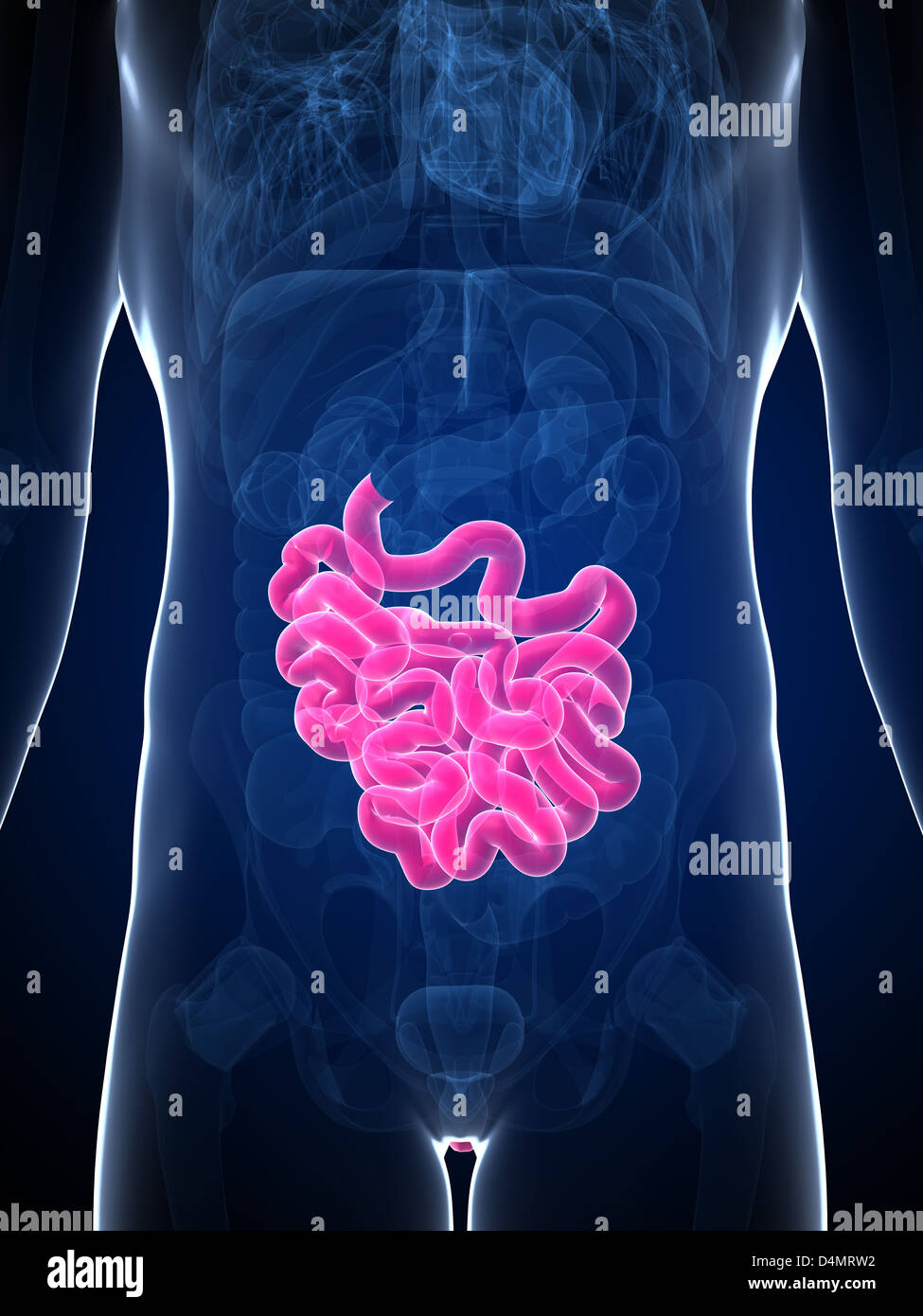 Male intestines hi-res stock photography and images - Alamy