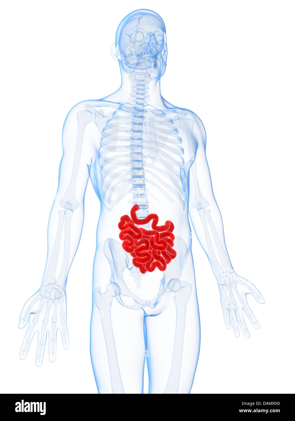 Male intestines hi-res stock photography and images - Alamy