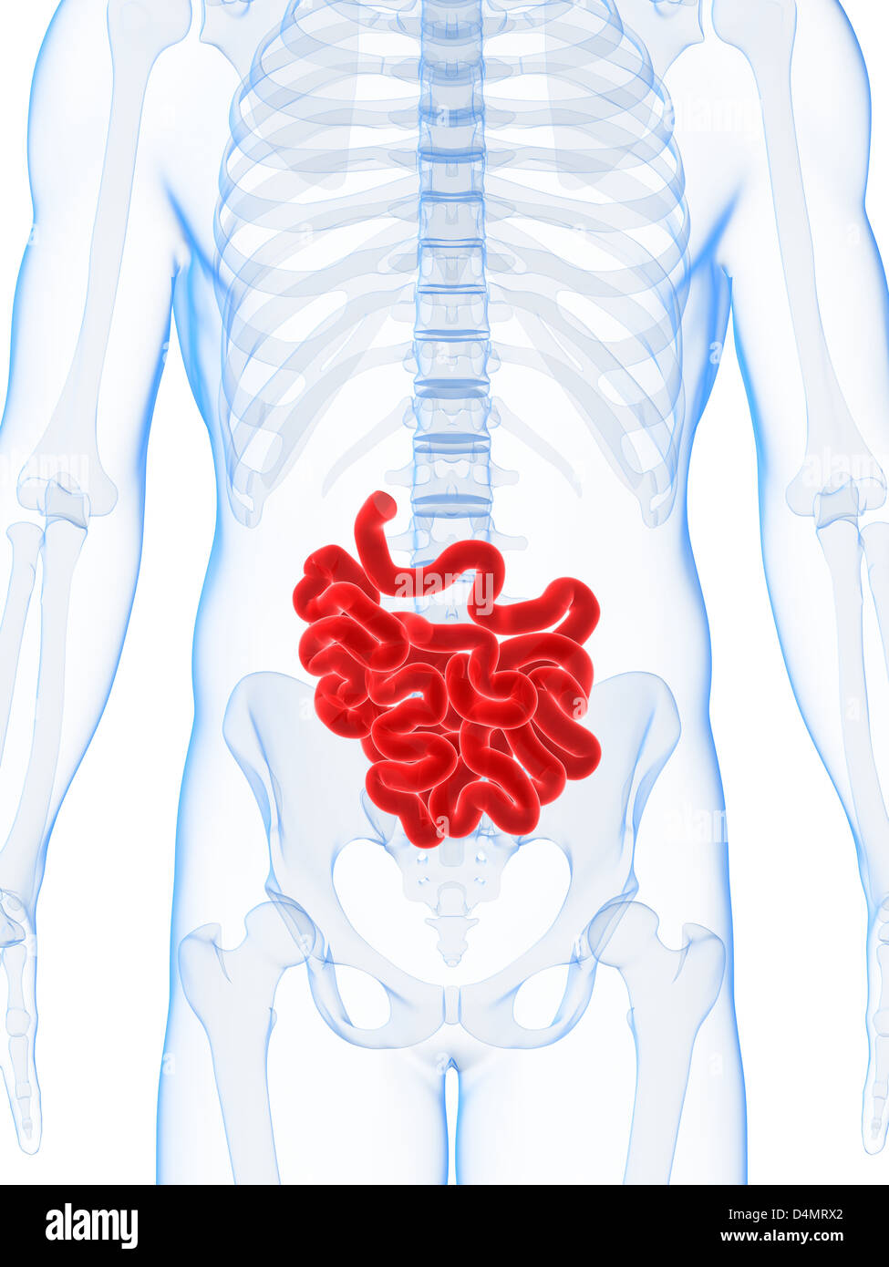 Male small intestine Stock Photo - Alamy