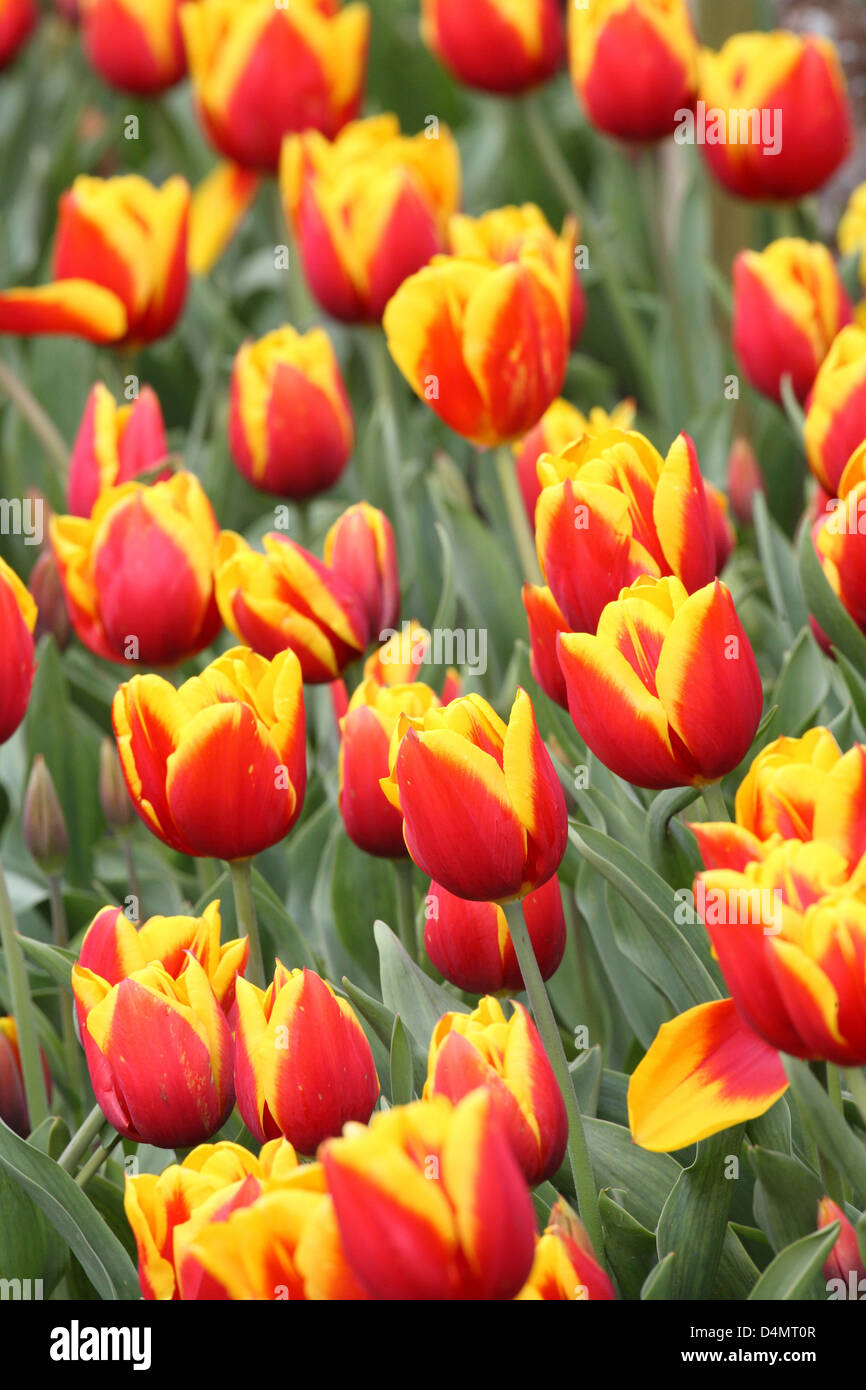 Native tulips hi-res stock photography and images - Alamy