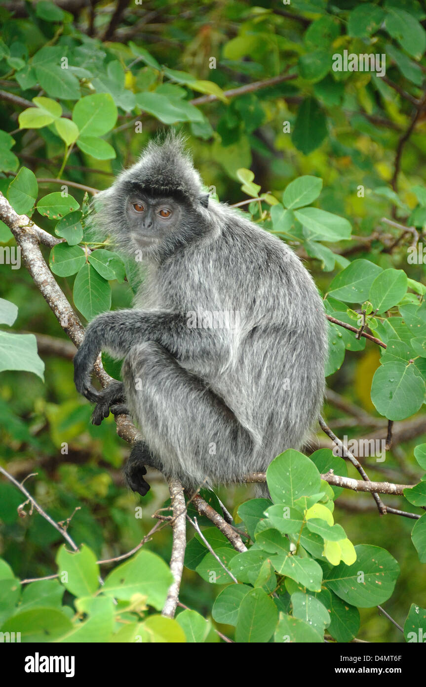 Silver Langur High Resolution Stock Photography and Images - Alamy
