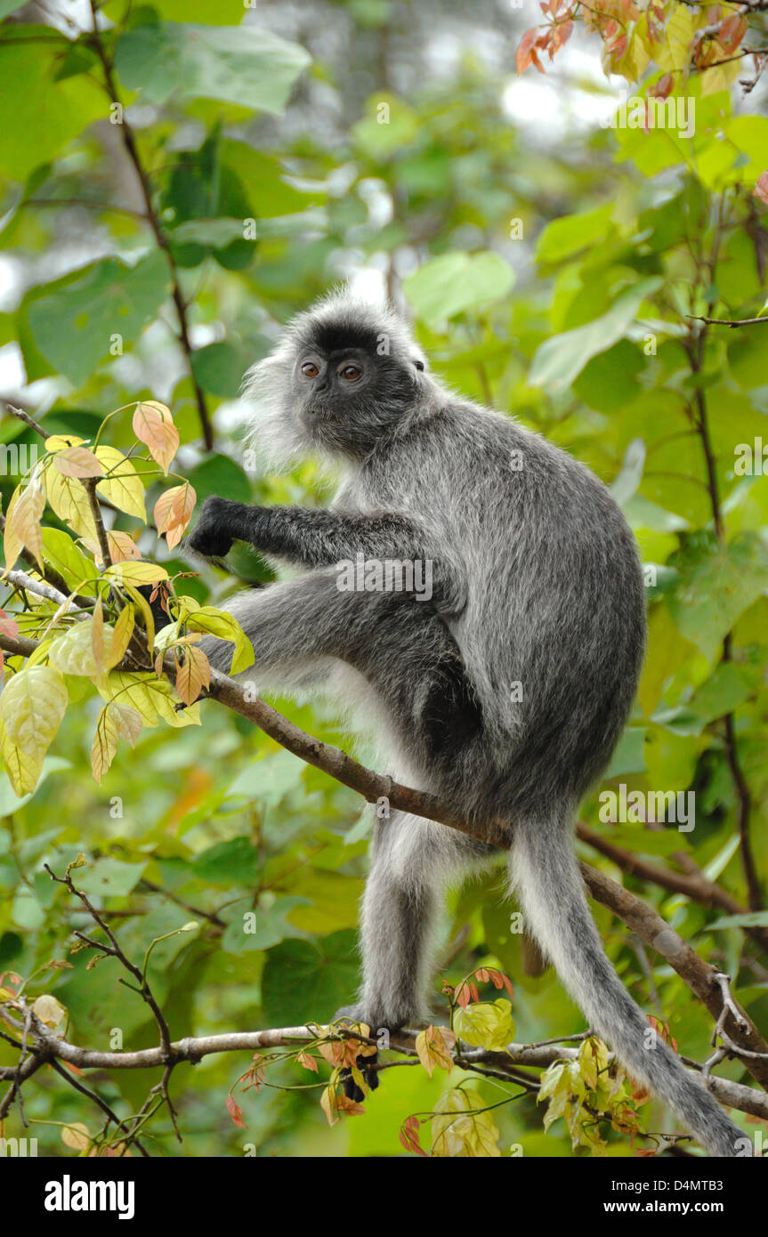 Silvered Leaf Monkey, Silvery Lutung or Silvery Langur, Trachypithecus ...