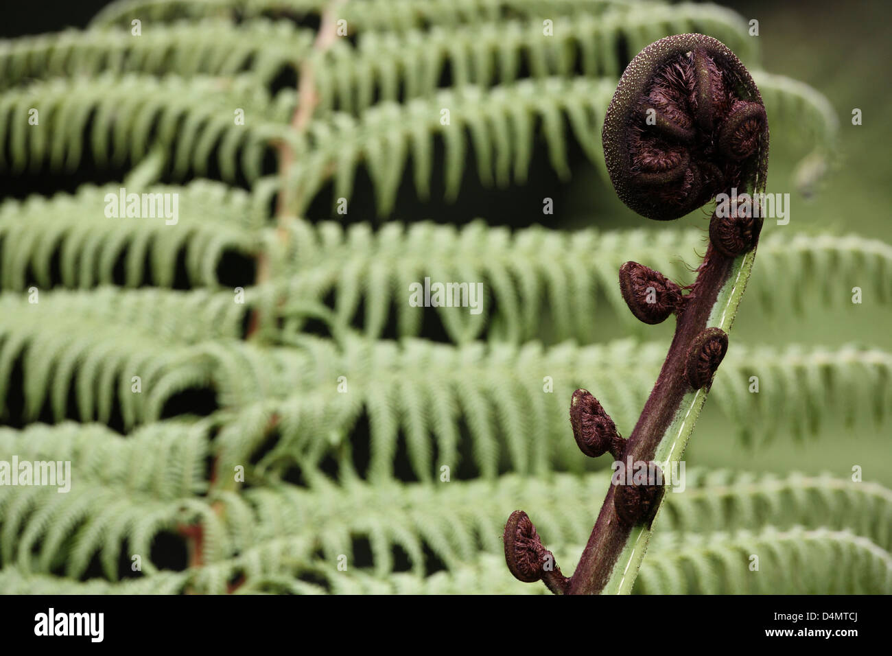 Frond new zealand emblem hi-res stock photography and images - Alamy
