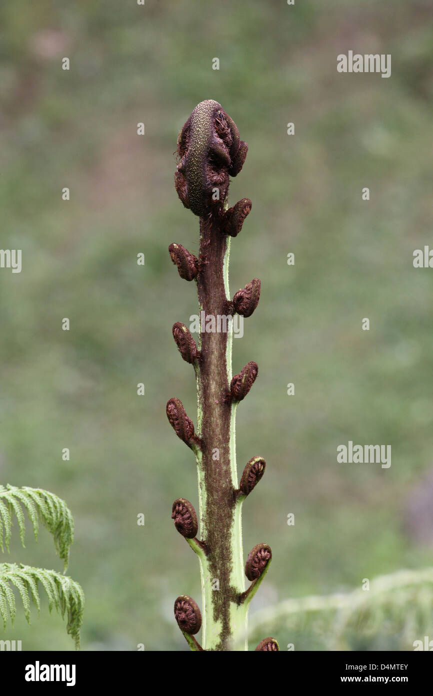 Frond new zealand emblem hi-res stock photography and images - Alamy