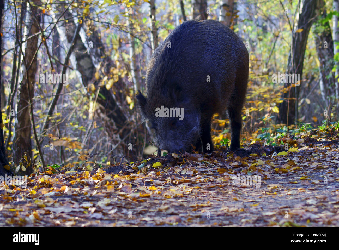 Wild boar foraging in forest, Poland Stock Photo - Alamy