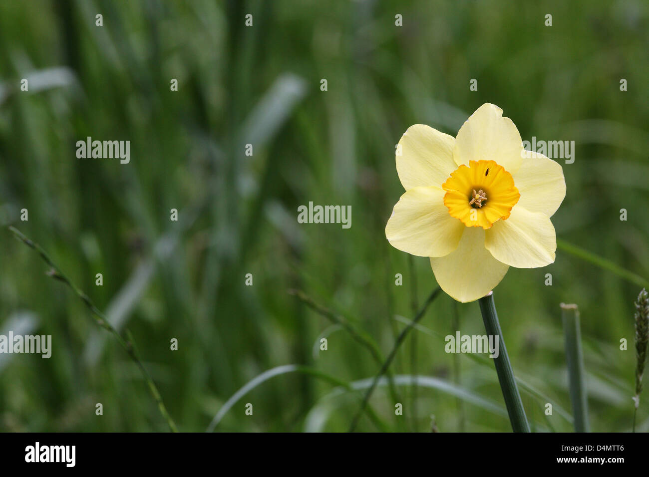 Gardener plants daffodil flowers hi-res stock photography and images ...