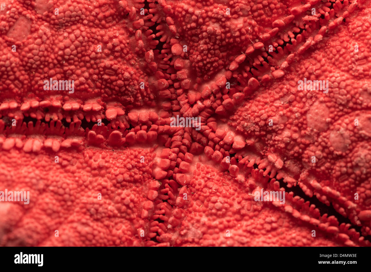Fossilized exoskeleton hi-res stock photography and images - Alamy