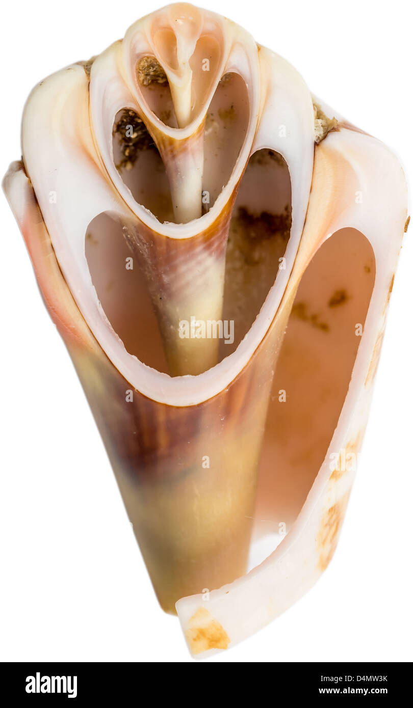 Starfish anatomy hi-res stock photography and images - Alamy