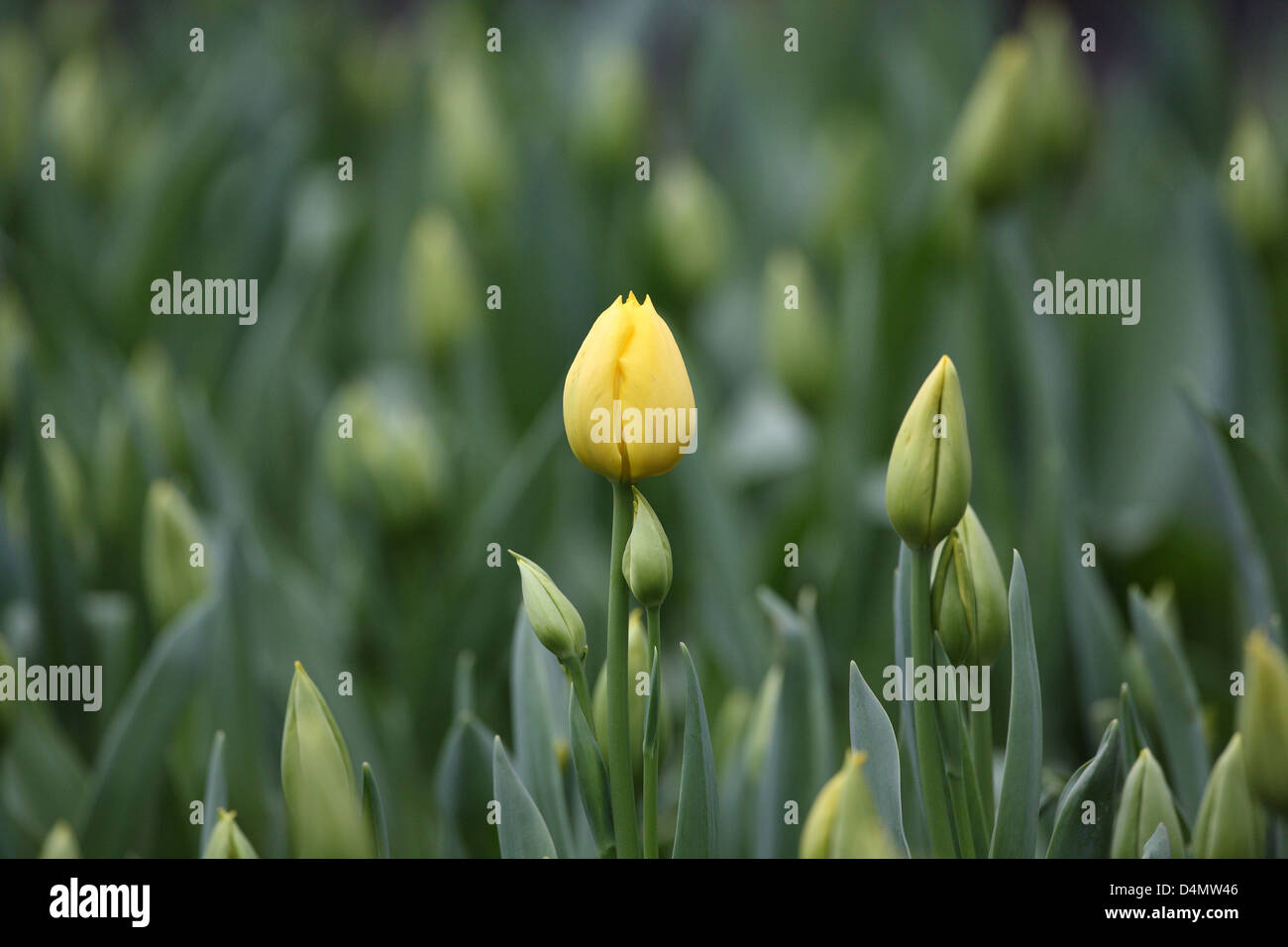 Native tulips hi-res stock photography and images - Alamy