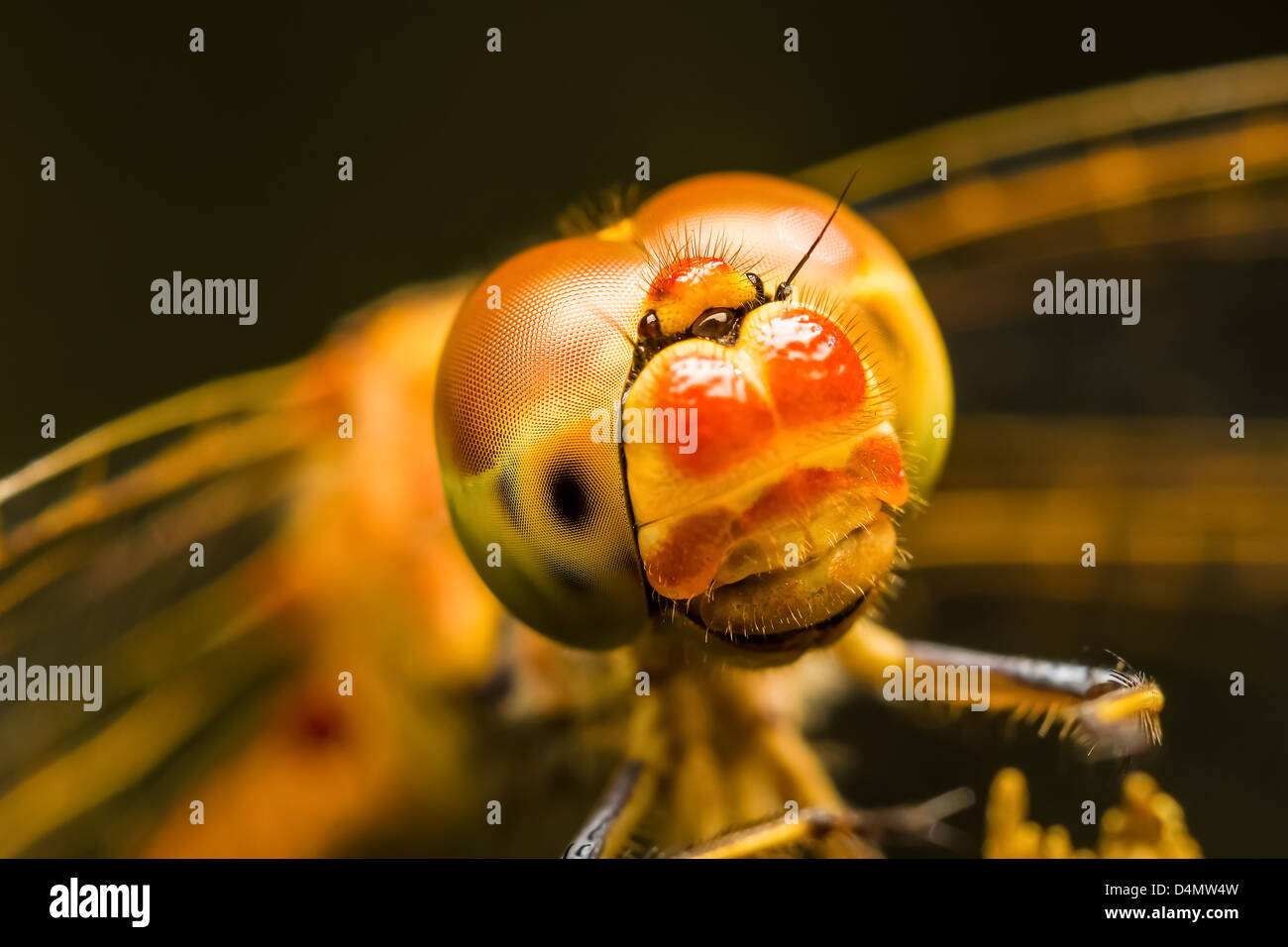 Dragonfly face hi-res stock photography and images - Alamy