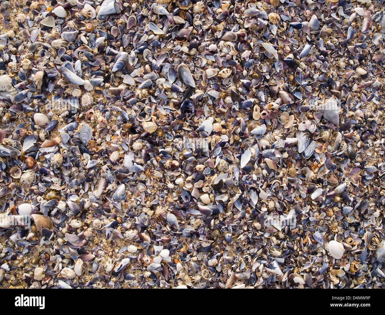 Shells background on the beach Stock Photo - Alamy