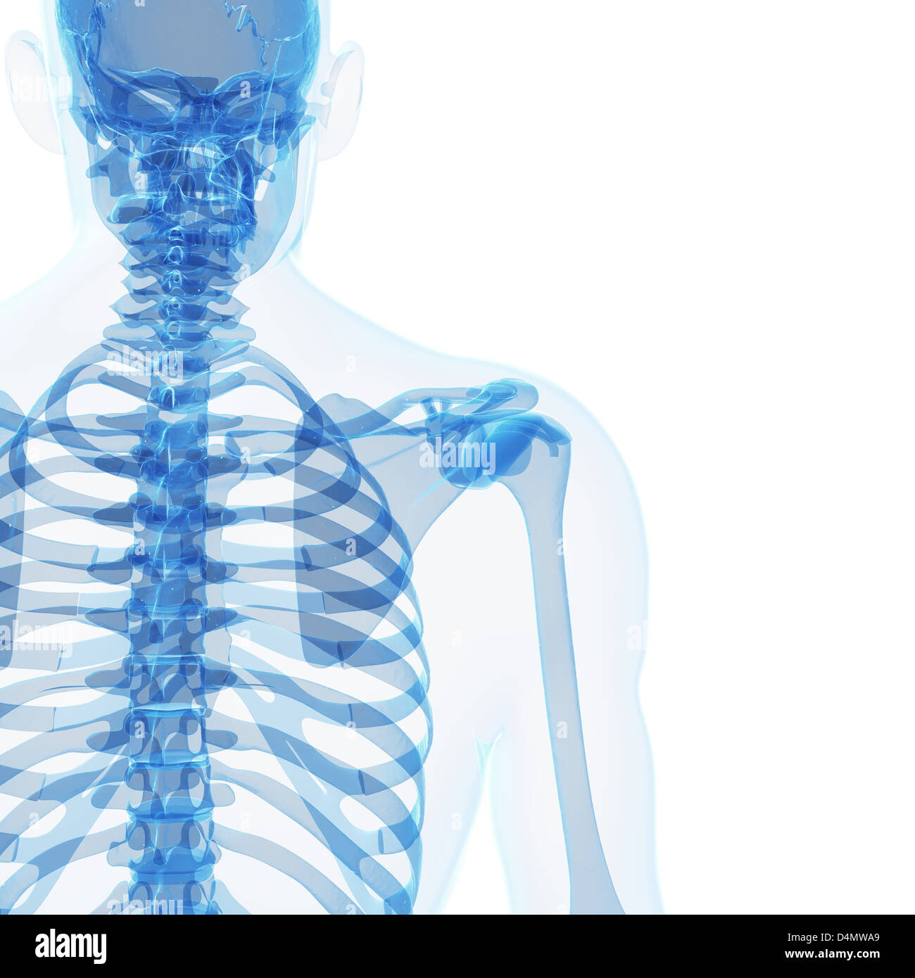 Male skeleton hi-res stock photography and images - Alamy