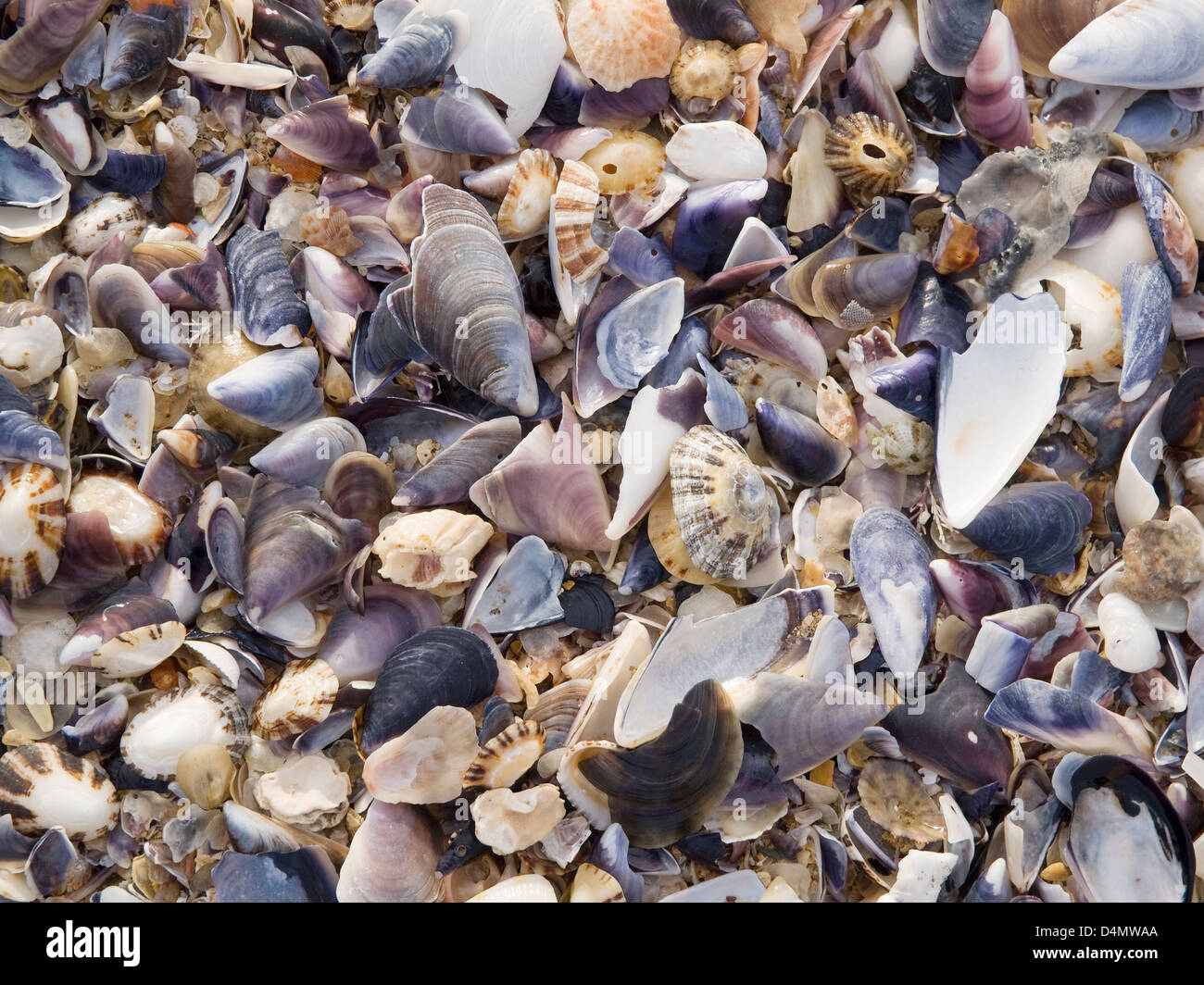 Shells background on the beach Stock Photo - Alamy