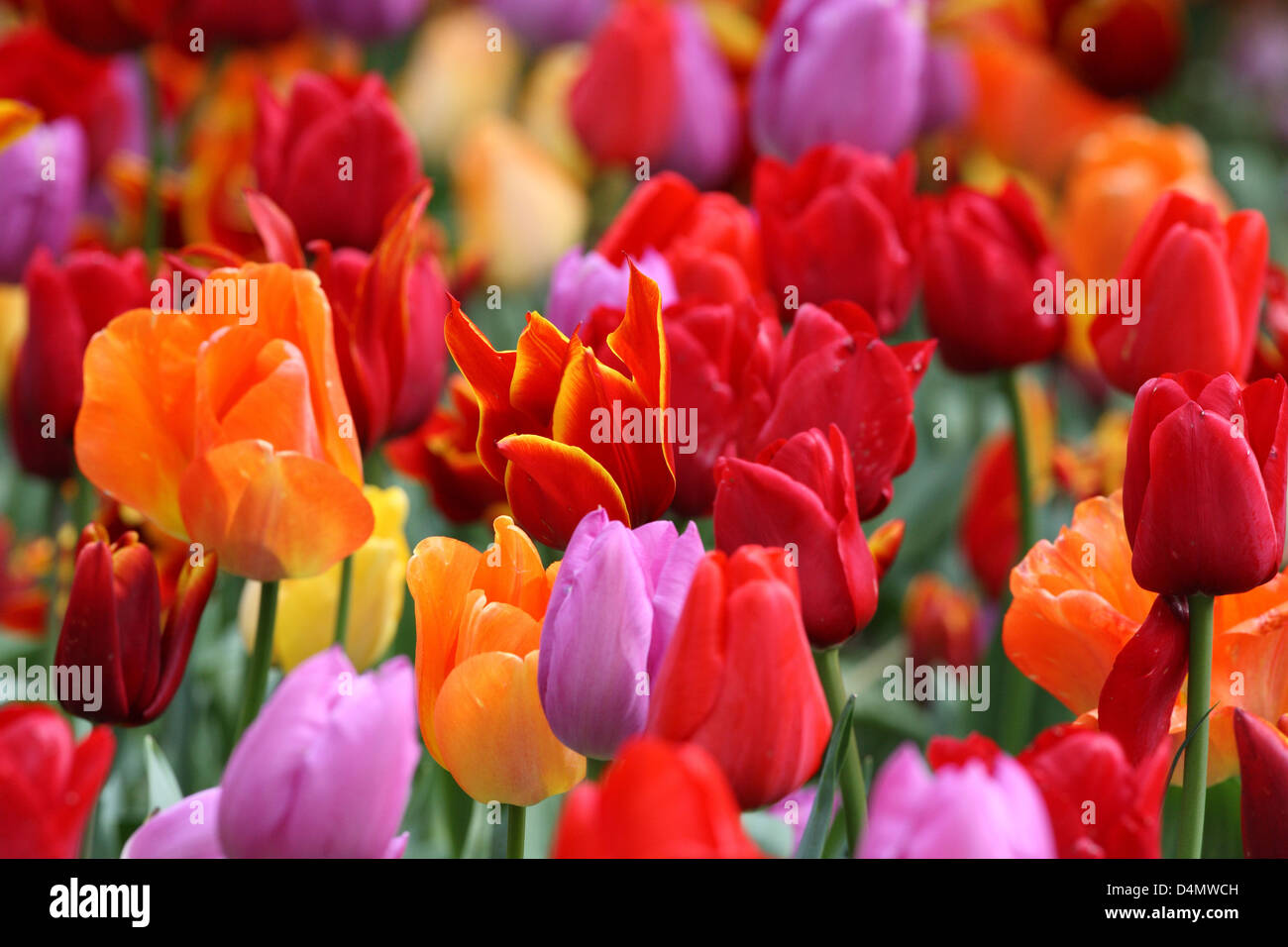 Native tulips hi-res stock photography and images - Alamy