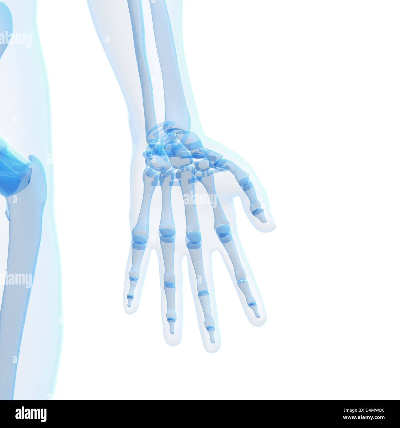 Hand phalanx hi-res stock photography and images - Alamy