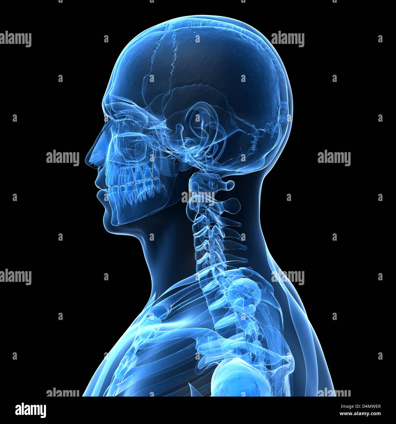 Male skeleton hi-res stock photography and images - Alamy
