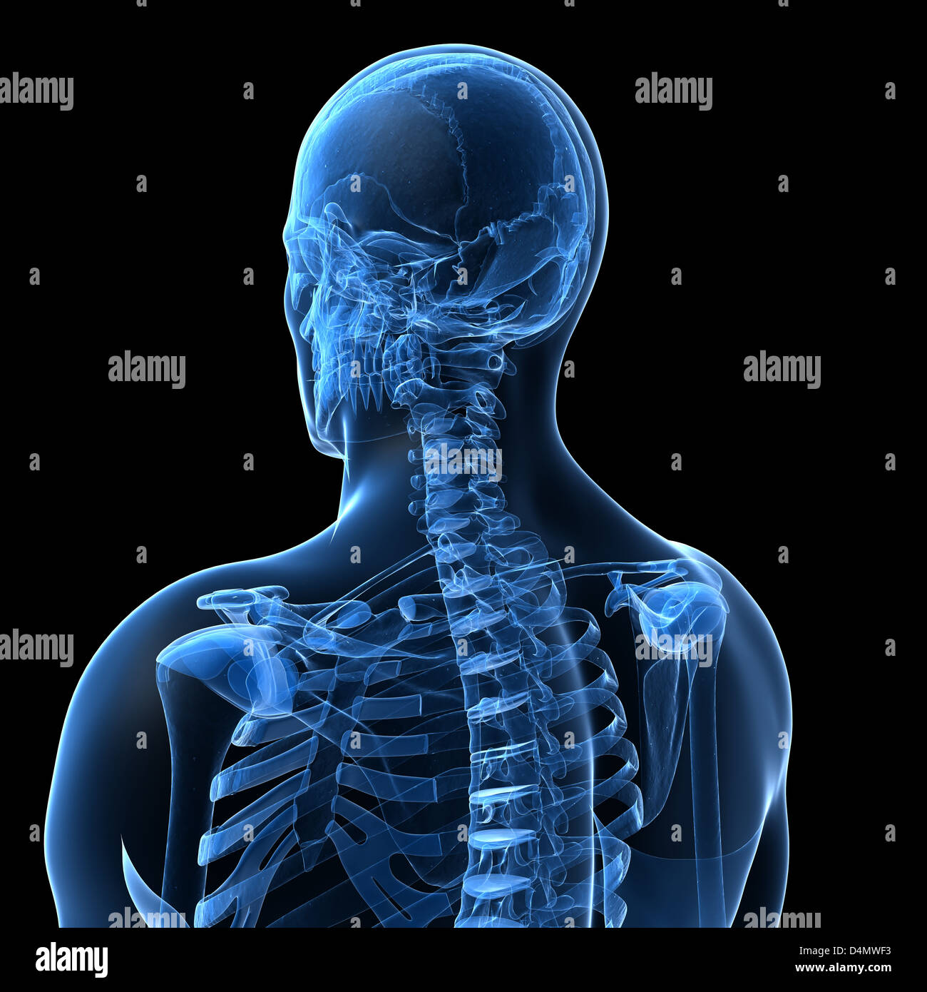 Male skeleton hi-res stock photography and images - Alamy