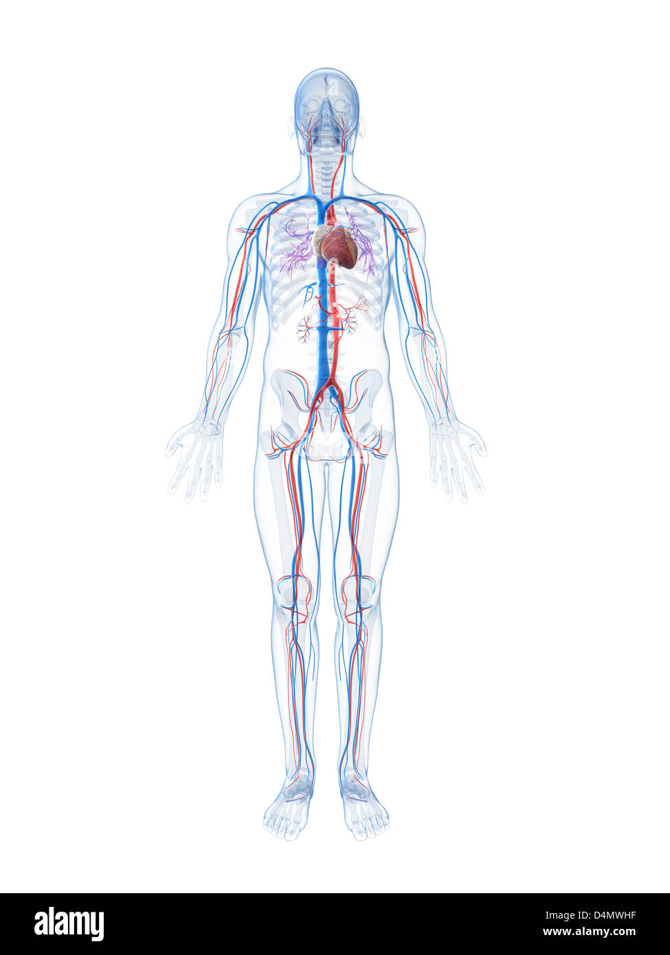 Vascular care Cut Out Stock Images & Pictures - Alamy