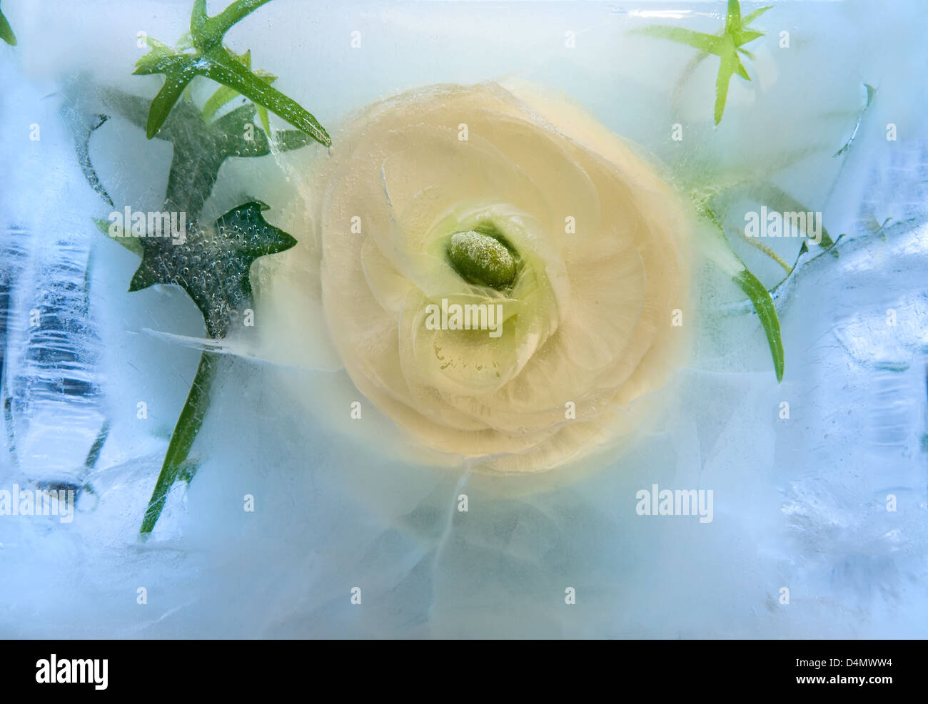 Flowers frozen in ice, art winter background Stock Photo - Alamy