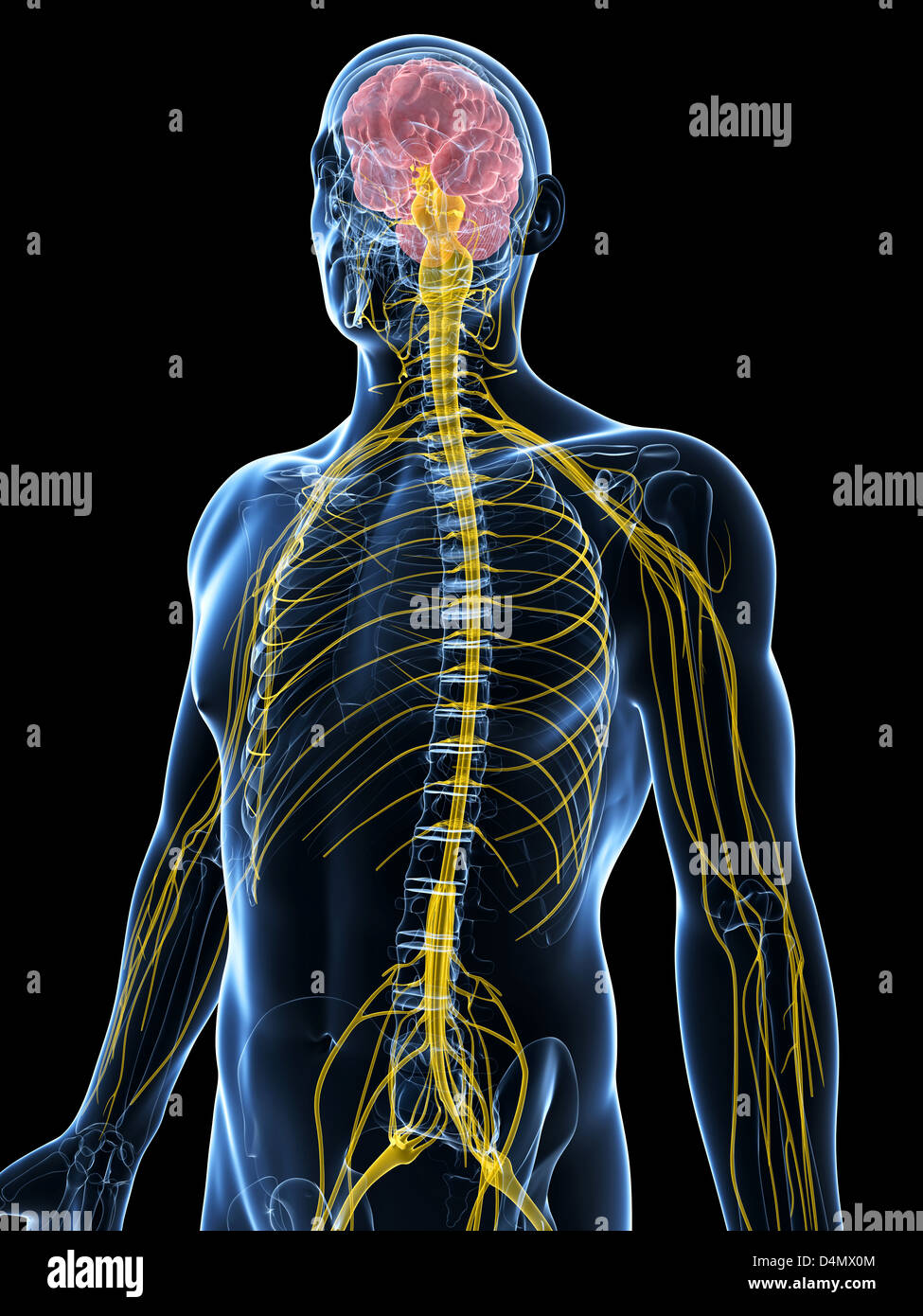 Male nerve system Stock Photo - Alamy