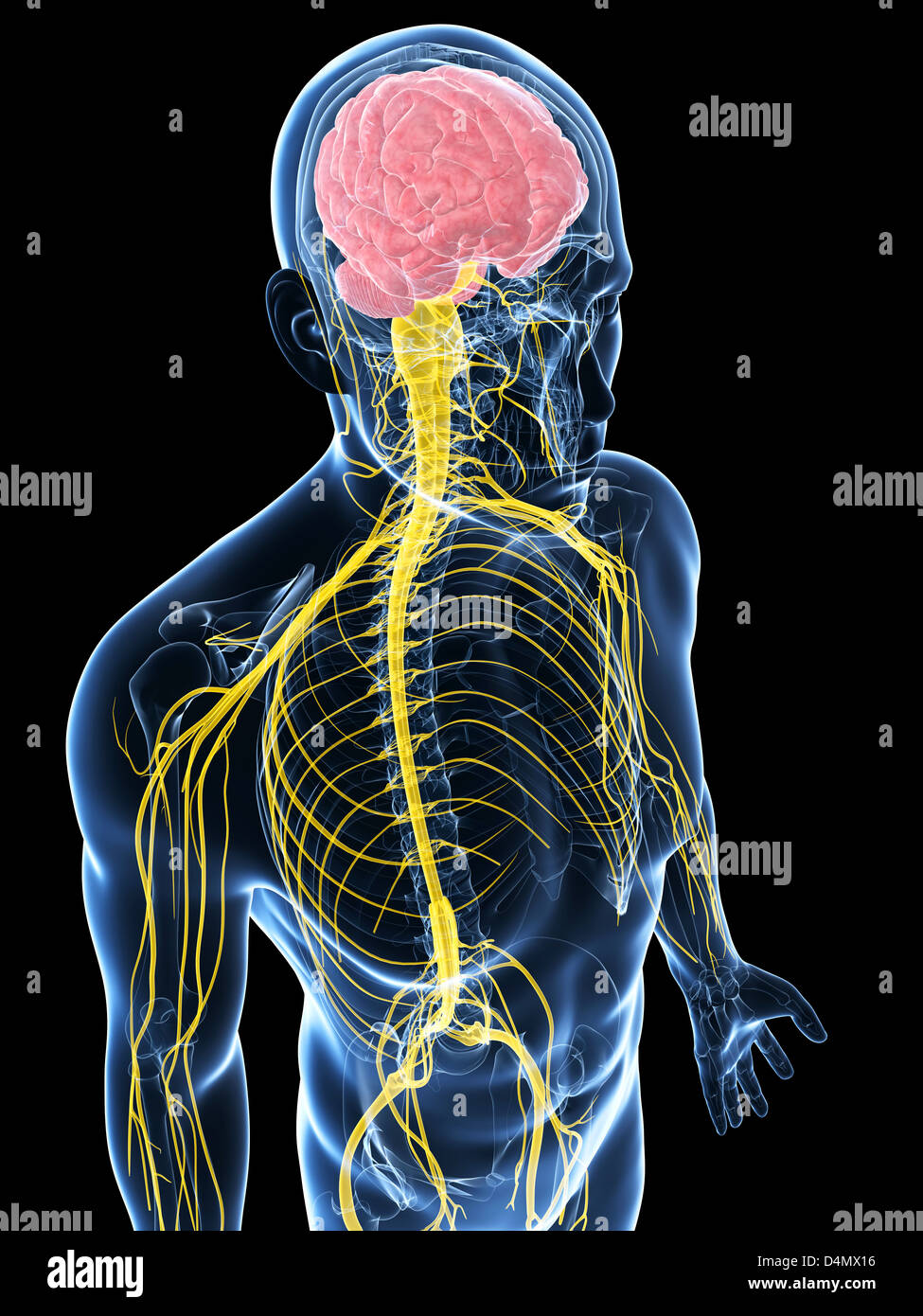 Male nerve system Stock Photo - Alamy