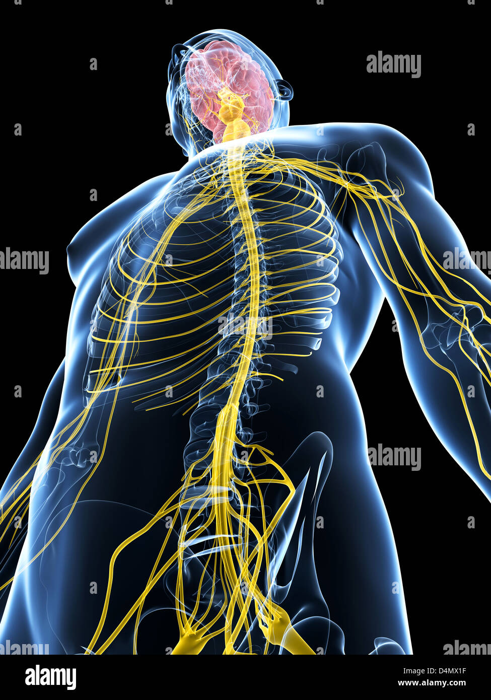 Male nerve system Stock Photo - Alamy