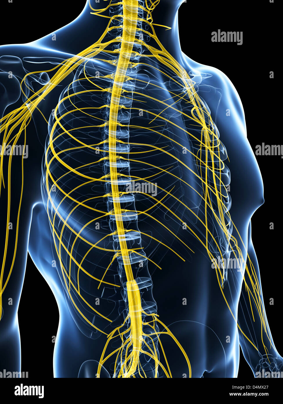 Male nerve system Stock Photo - Alamy