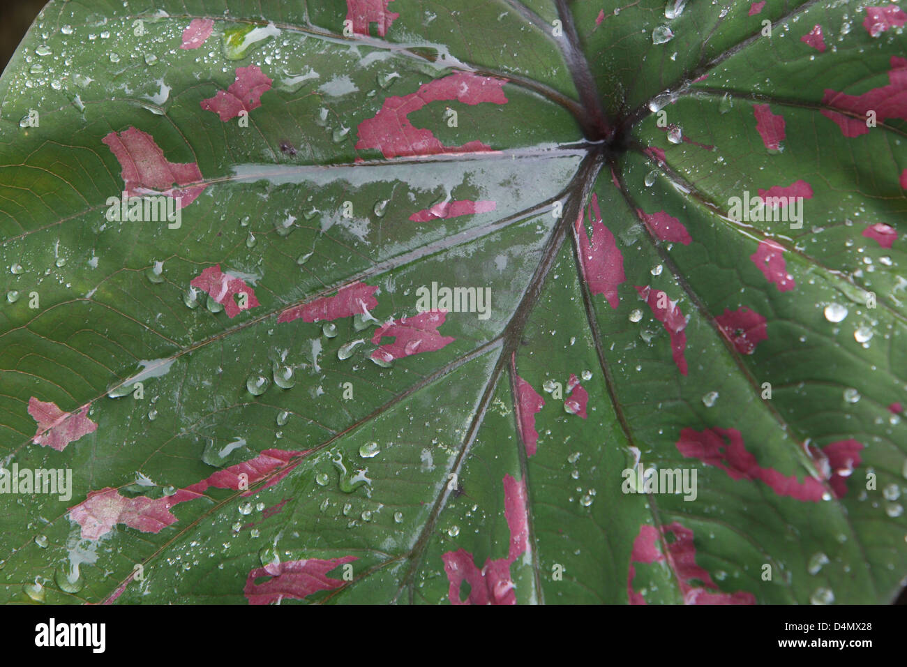 Leaf wax hi-res stock photography and images - Alamy