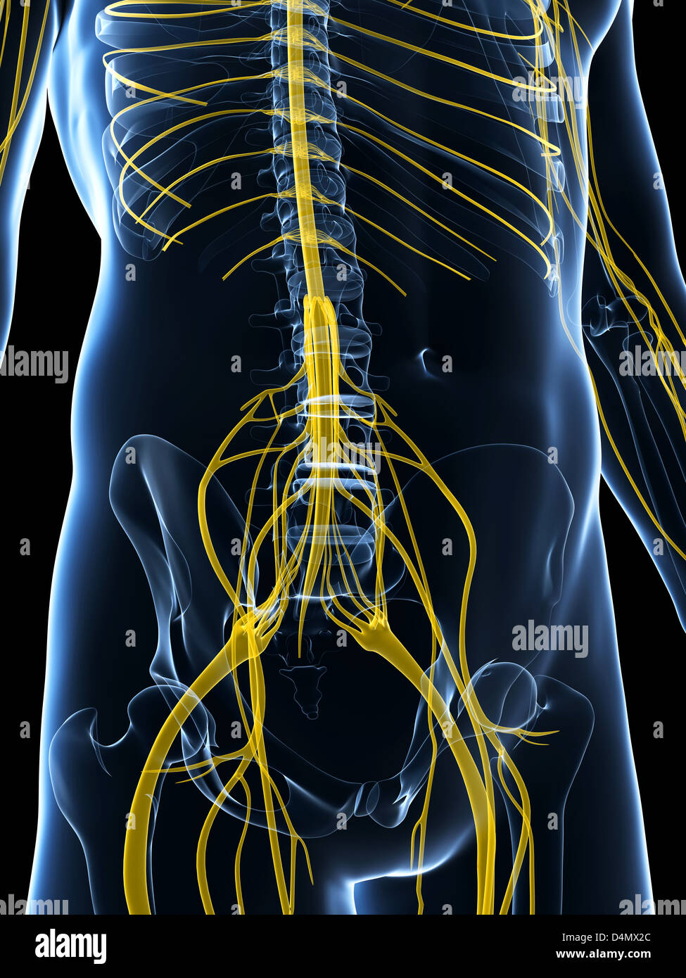 Male nerve system Stock Photo - Alamy
