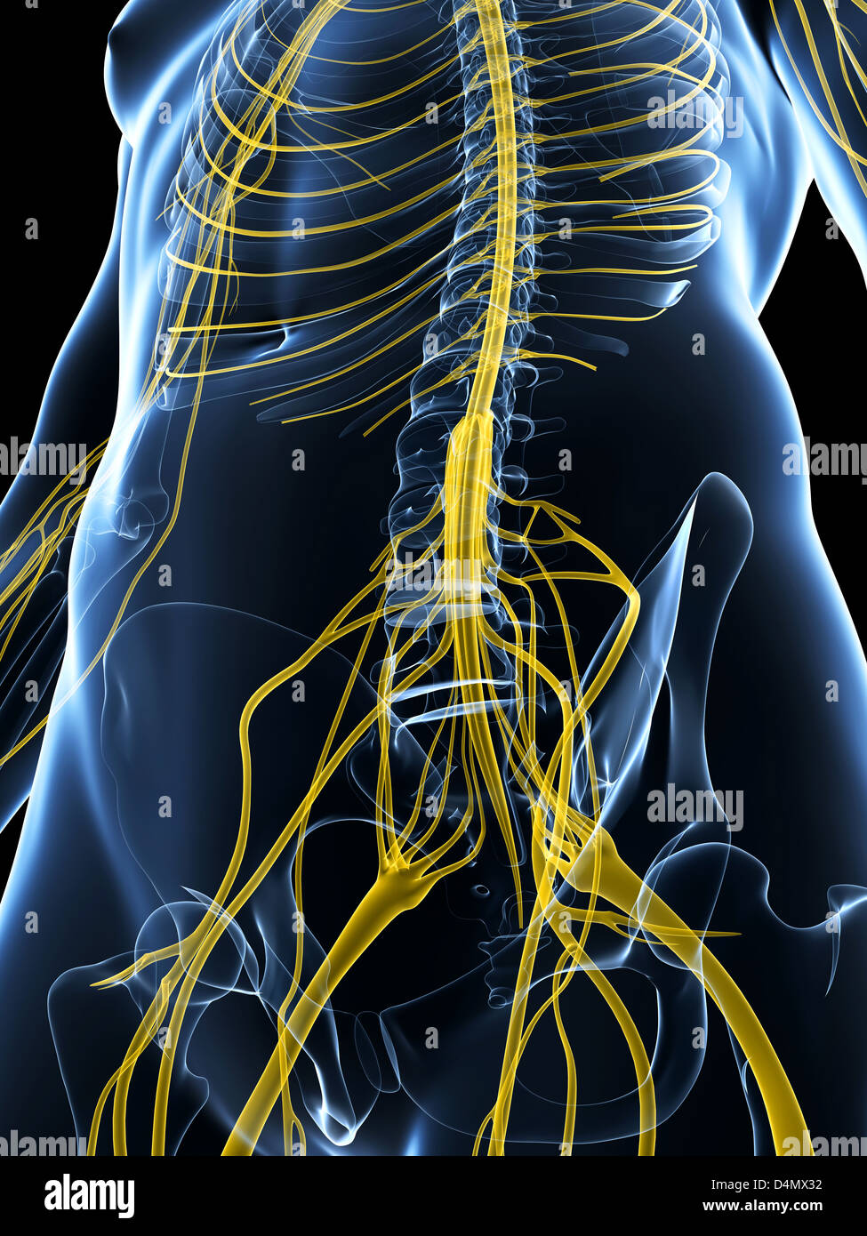 Male nerve system Stock Photo - Alamy