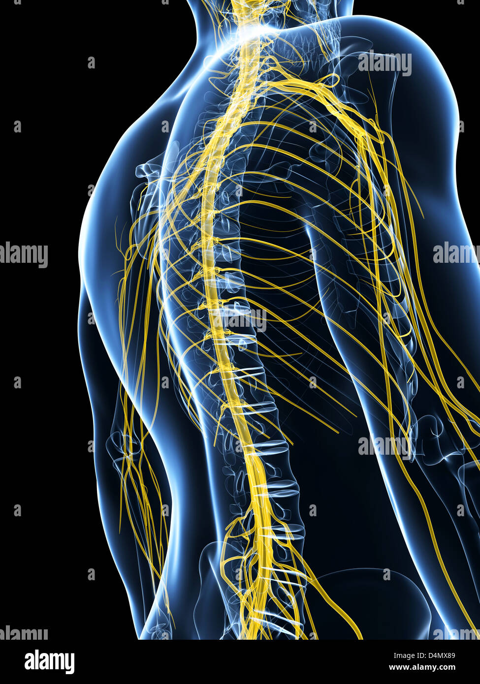 Male nerve system Stock Photo - Alamy