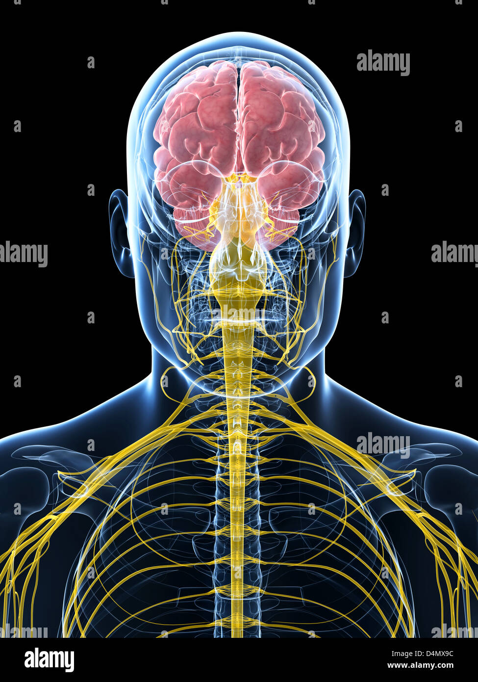 Nervous system with labels hi-res stock photography and images - Alamy