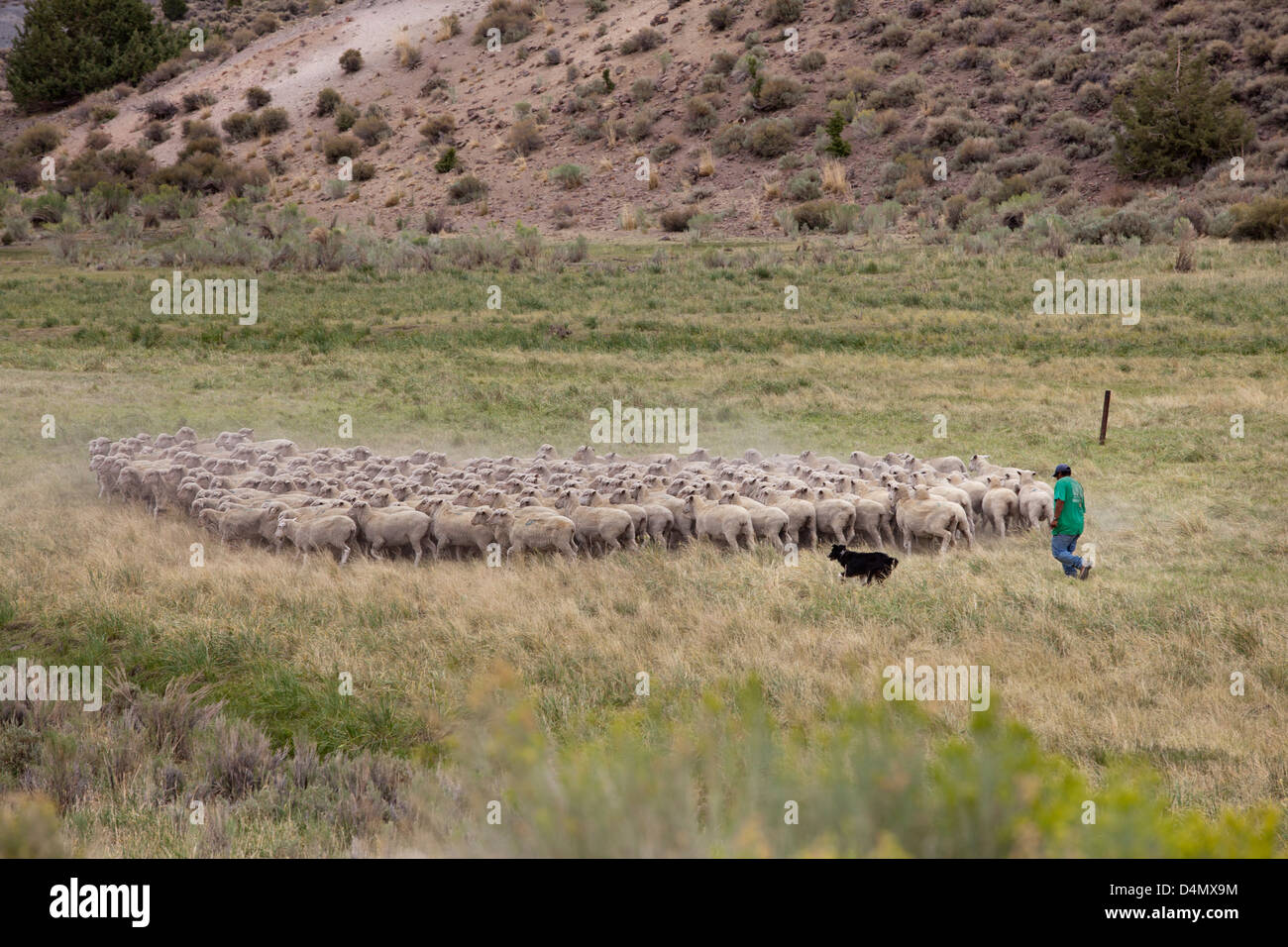 Dog watching sheep hi-res stock photography and images - Alamy