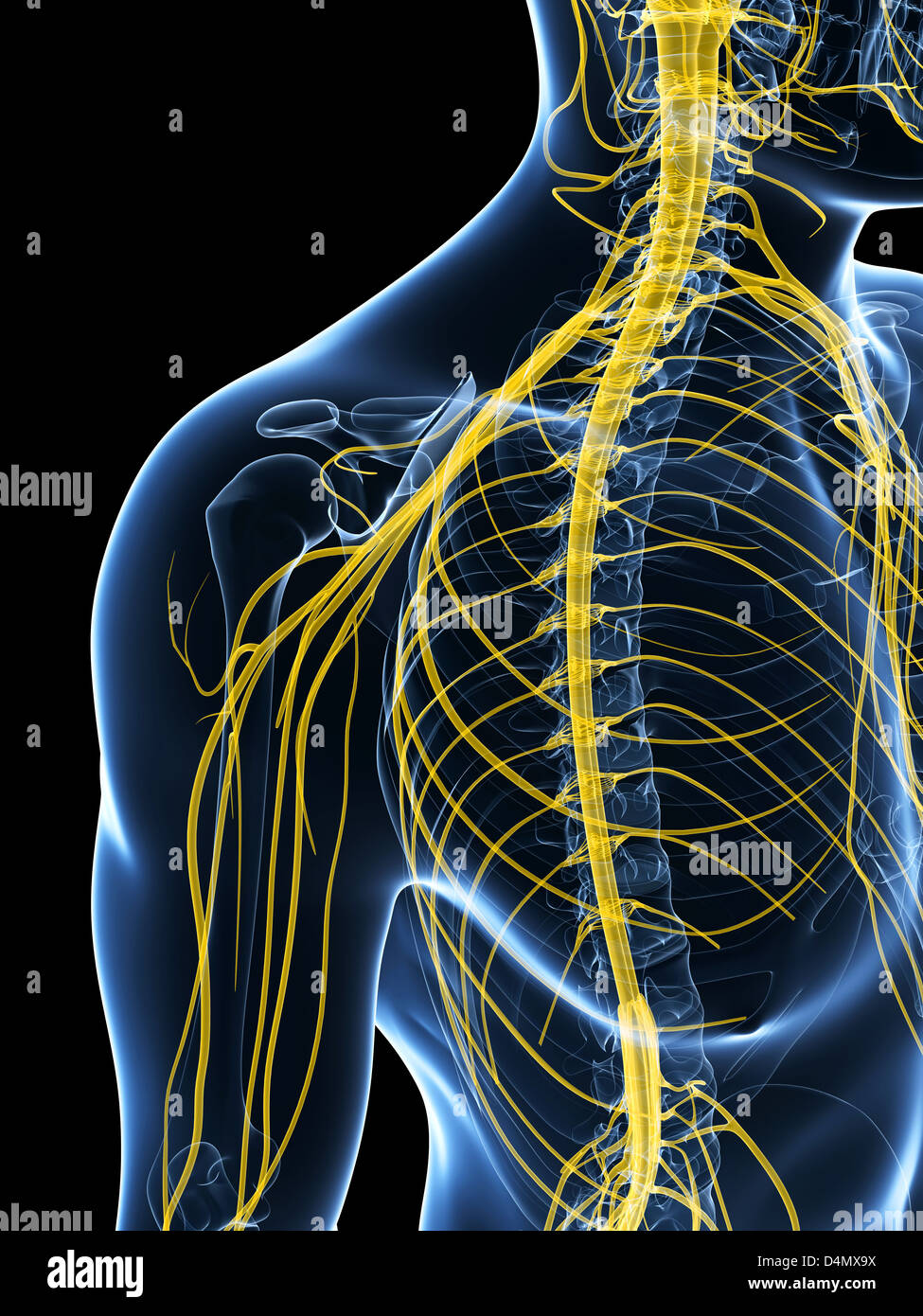 Male nerve system Stock Photo - Alamy