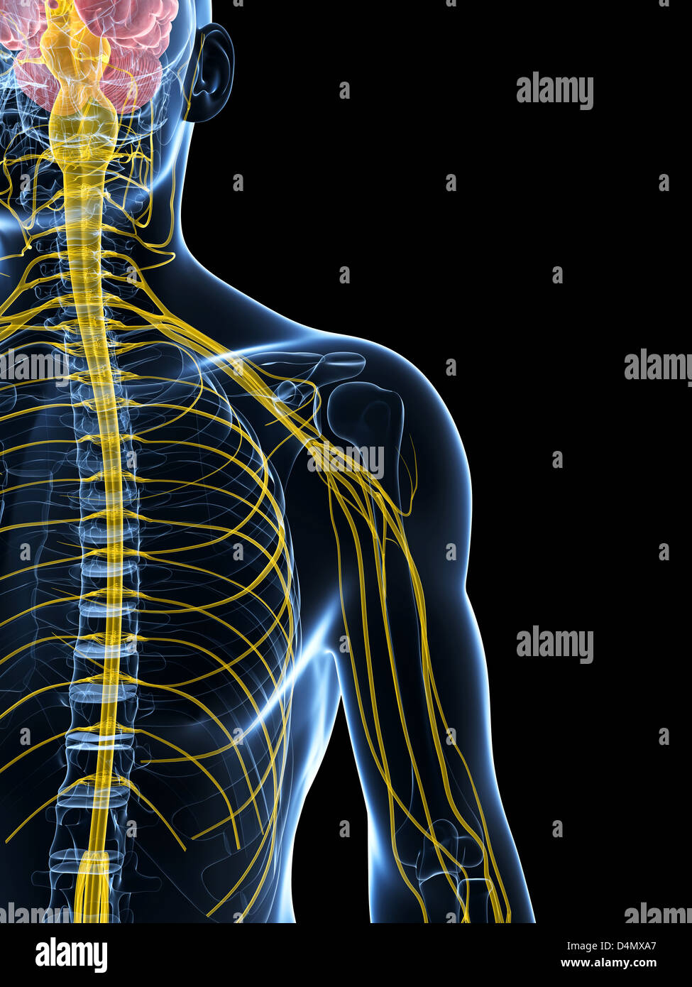Male nerve system Stock Photo - Alamy