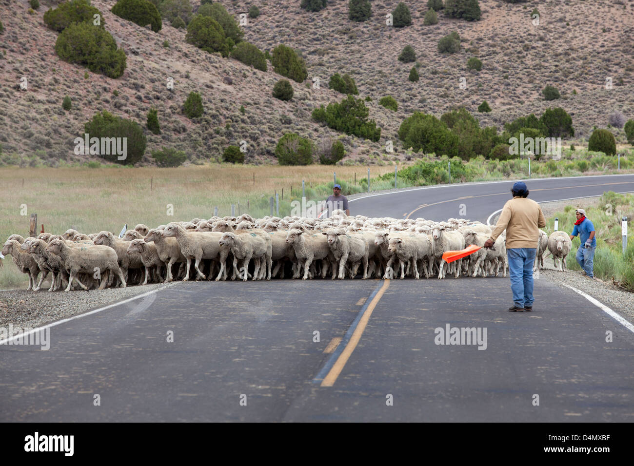 Flock of sheep crossing the road , Bodie, California, USA Stock Photo - Alamy